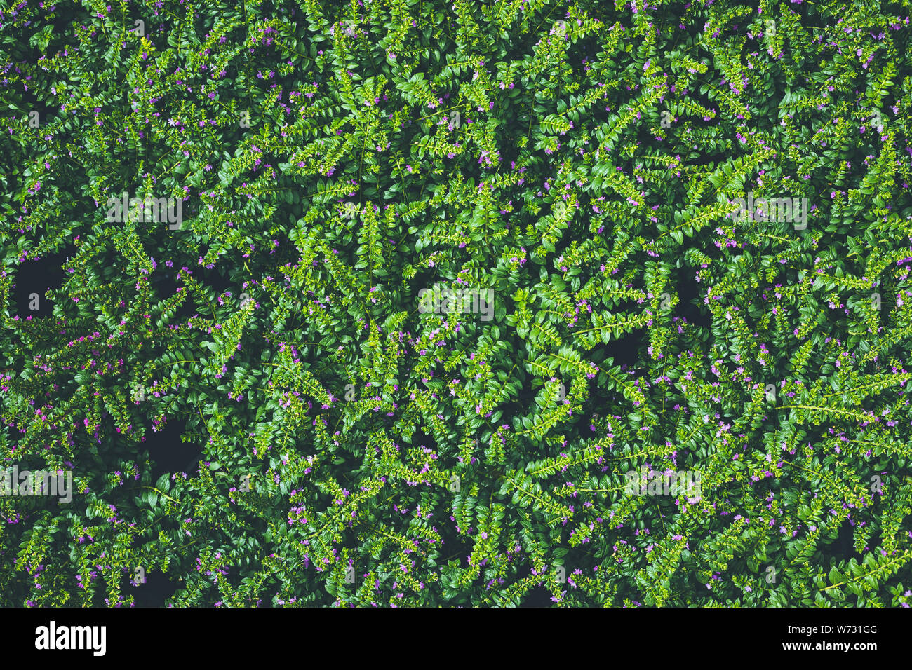 Top view of leaf small plant in garden. For texture and background ...