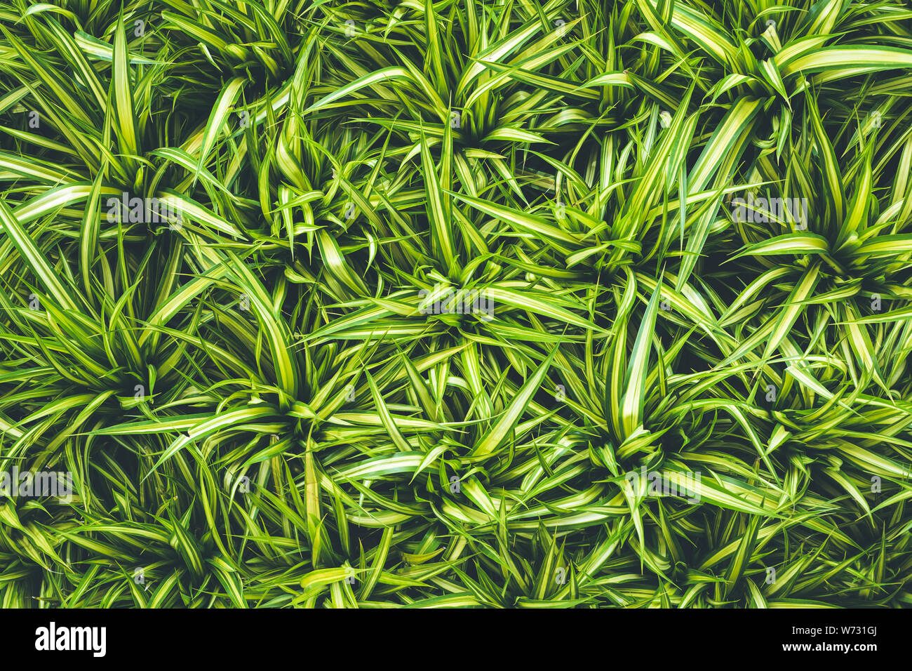 Top view of leaf small plant in garden. For texture and background ...