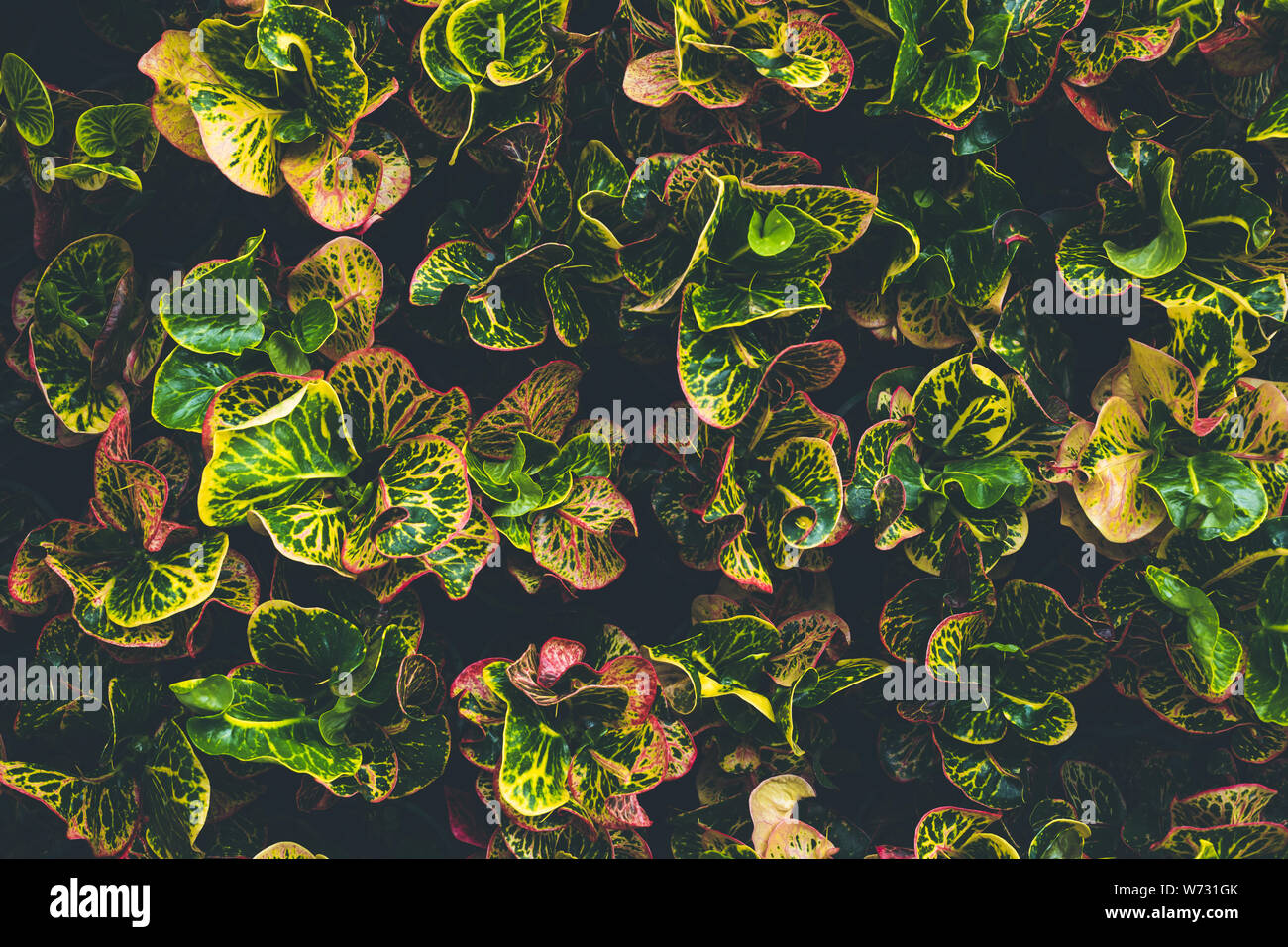 Top view of leaf small plant in garden. For texture and background ...