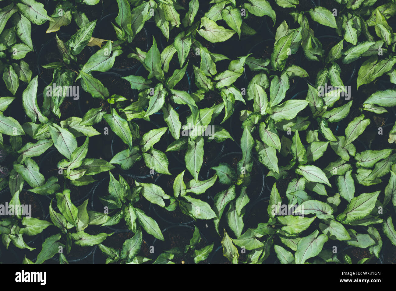 Top view of leaf small plant in garden. For texture and background ...