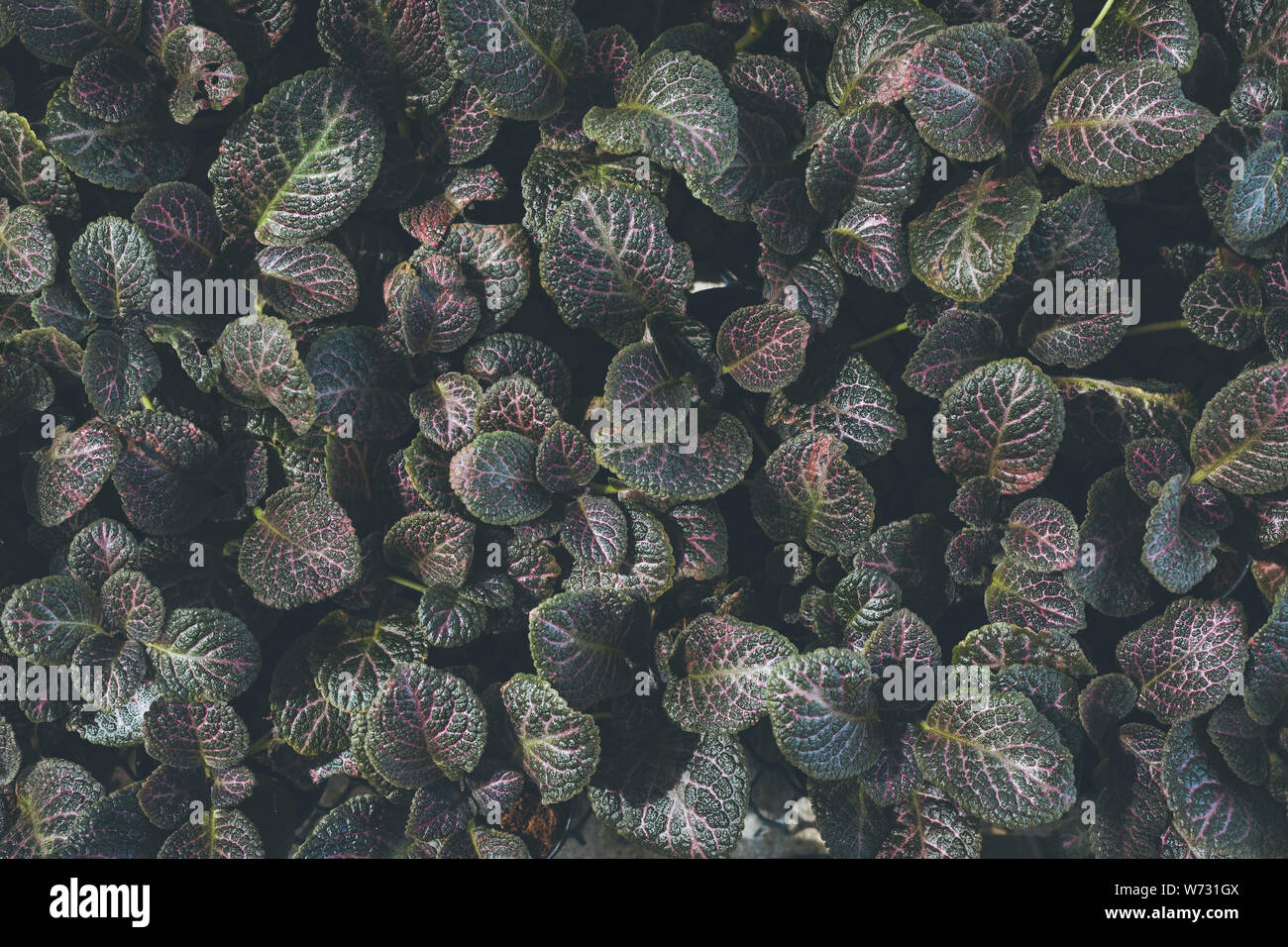 Top view of leaf small plant in garden. For texture and background ...