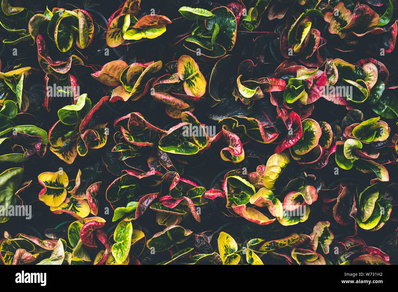 Top view of leaf small plant in garden. For texture and background ...