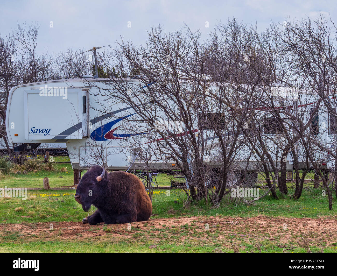 Texas and caprock and bison hi-res stock photography and images - Alamy