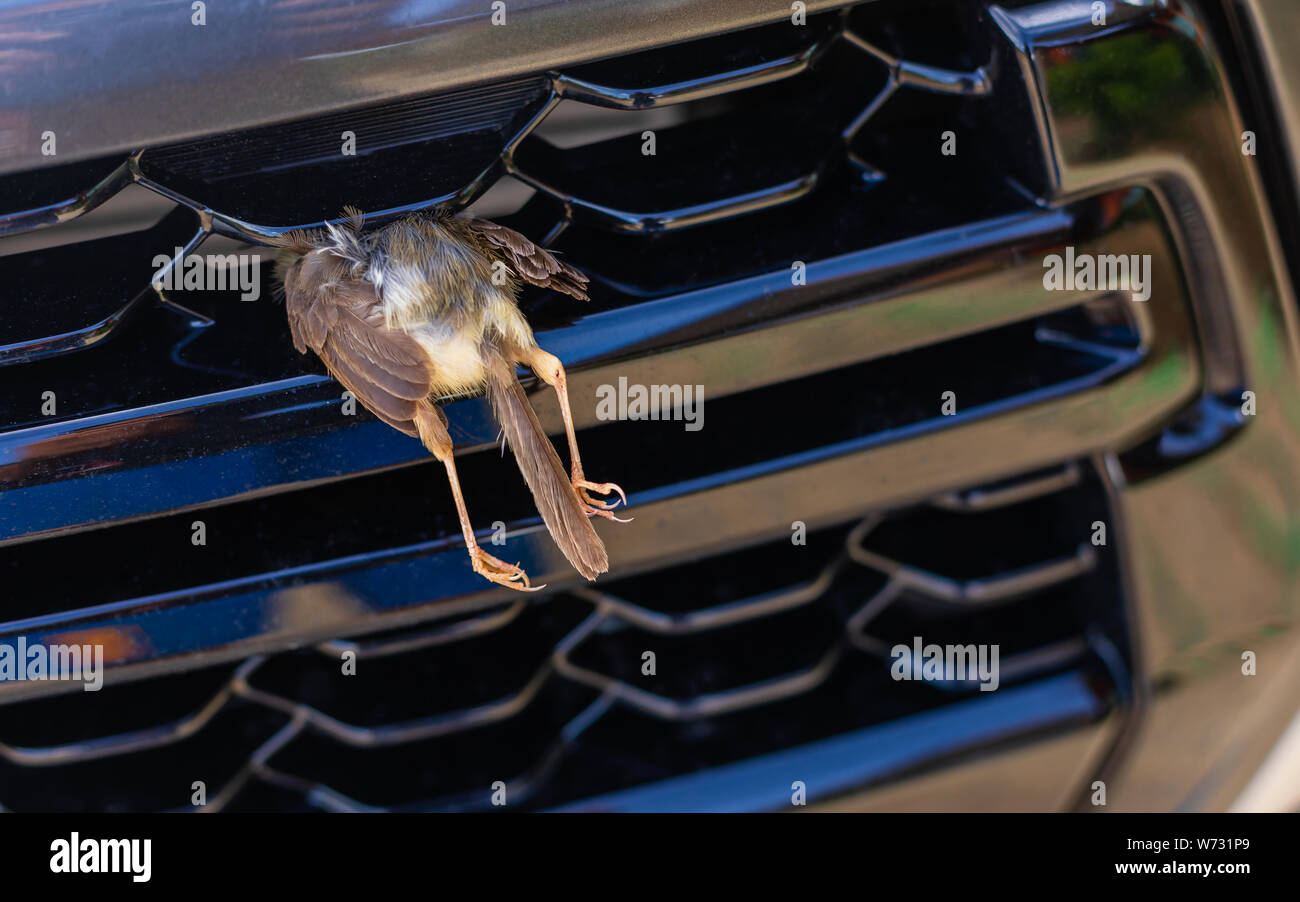 Stuck bird hi-res stock photography and images - Alamy