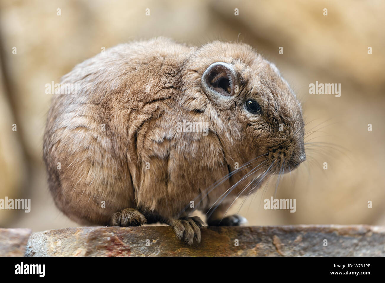 Little gundy hi-res stock photography and images - Alamy