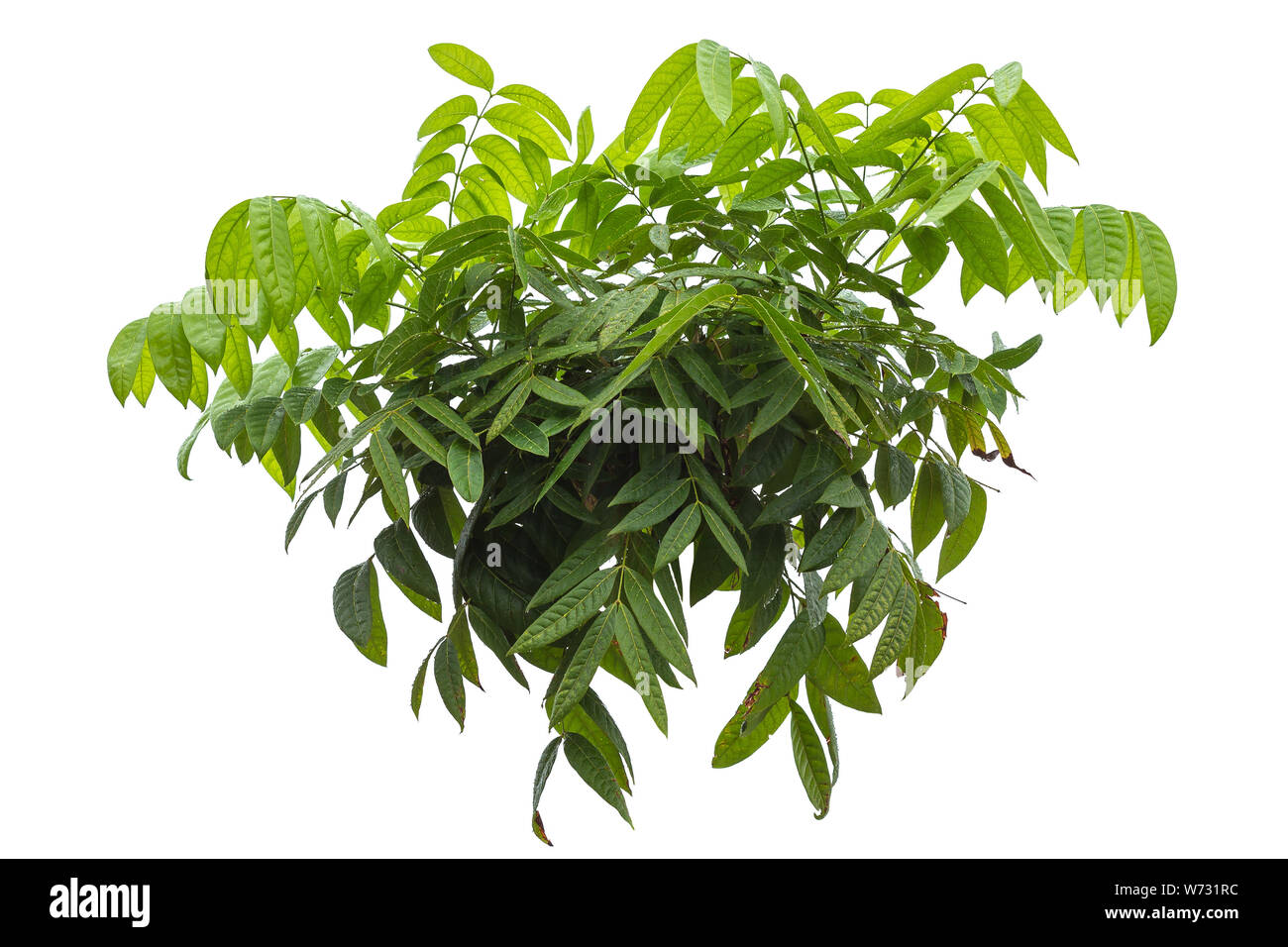 Mahogany or Swietenia macrophylla tree with water drop of rain isolated ...