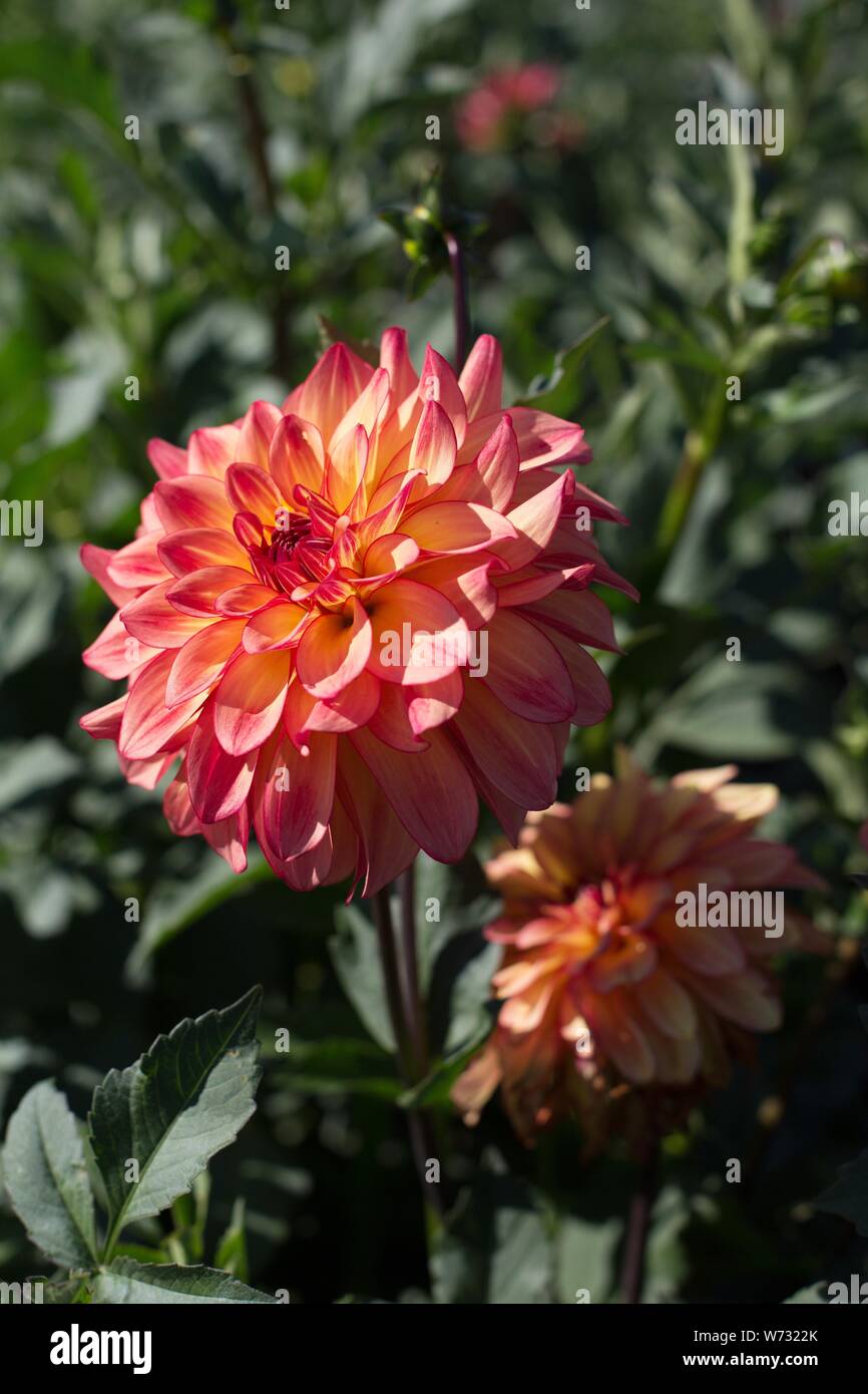 Dahlia 'Mai Tai' at Swan Island Dahlias in Canby, Oregon, USA Stock Photo - Alamy