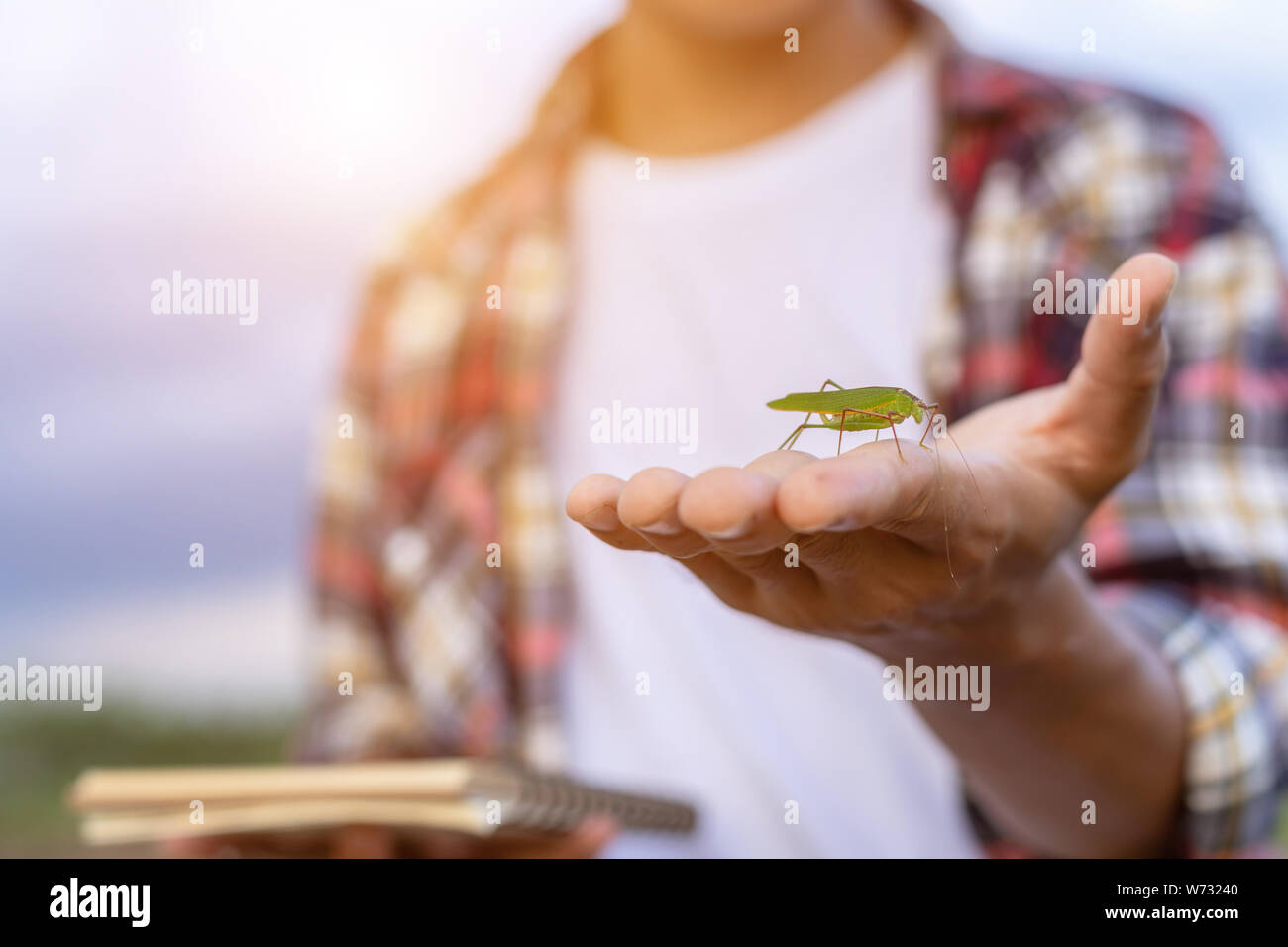 Organic farm or concept. Small green insect (grasshopper) on the hand ...