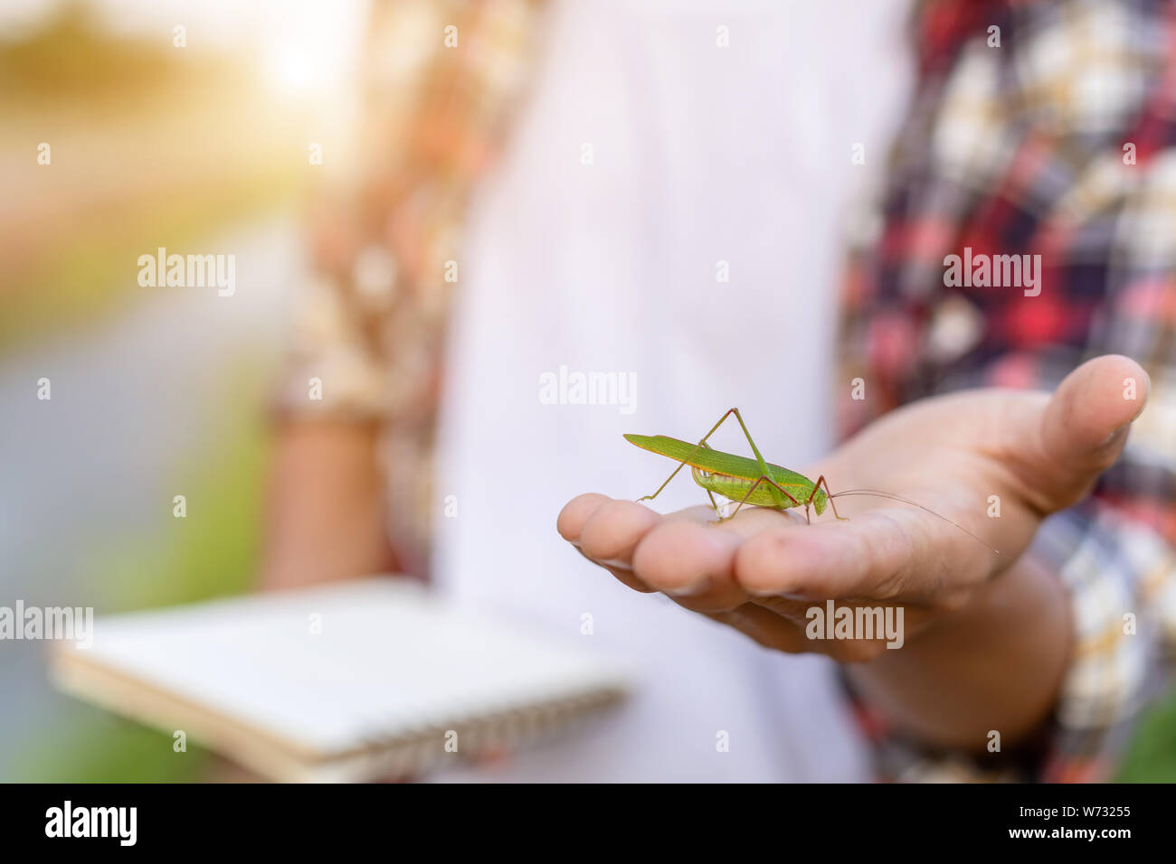 Organic farm or concept. Small green insect (grasshopper) on the hand ...