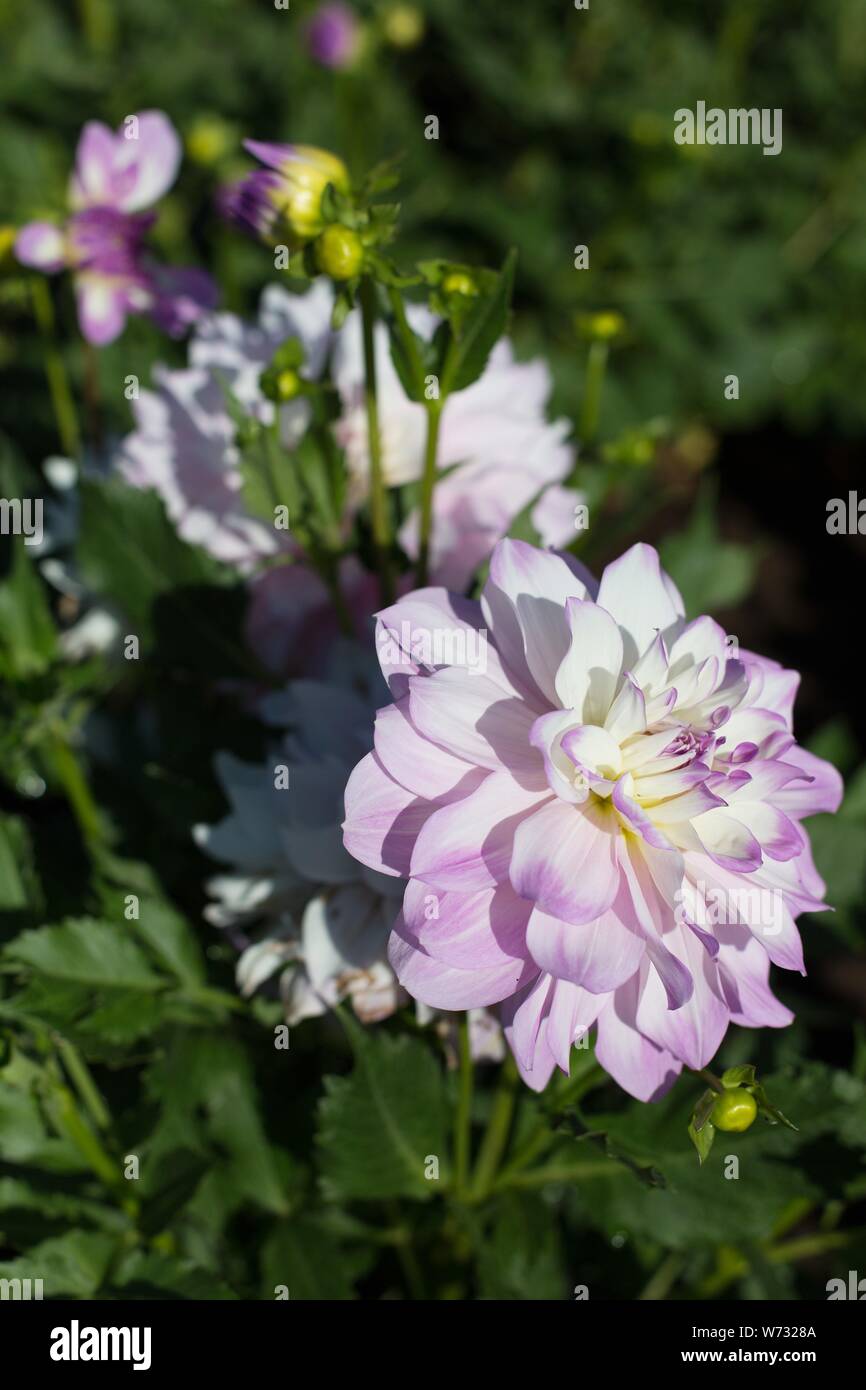 Dahlia 'Mikayla Miranda' at Swan Island Dahlias in Canby, Oregon, USA ...