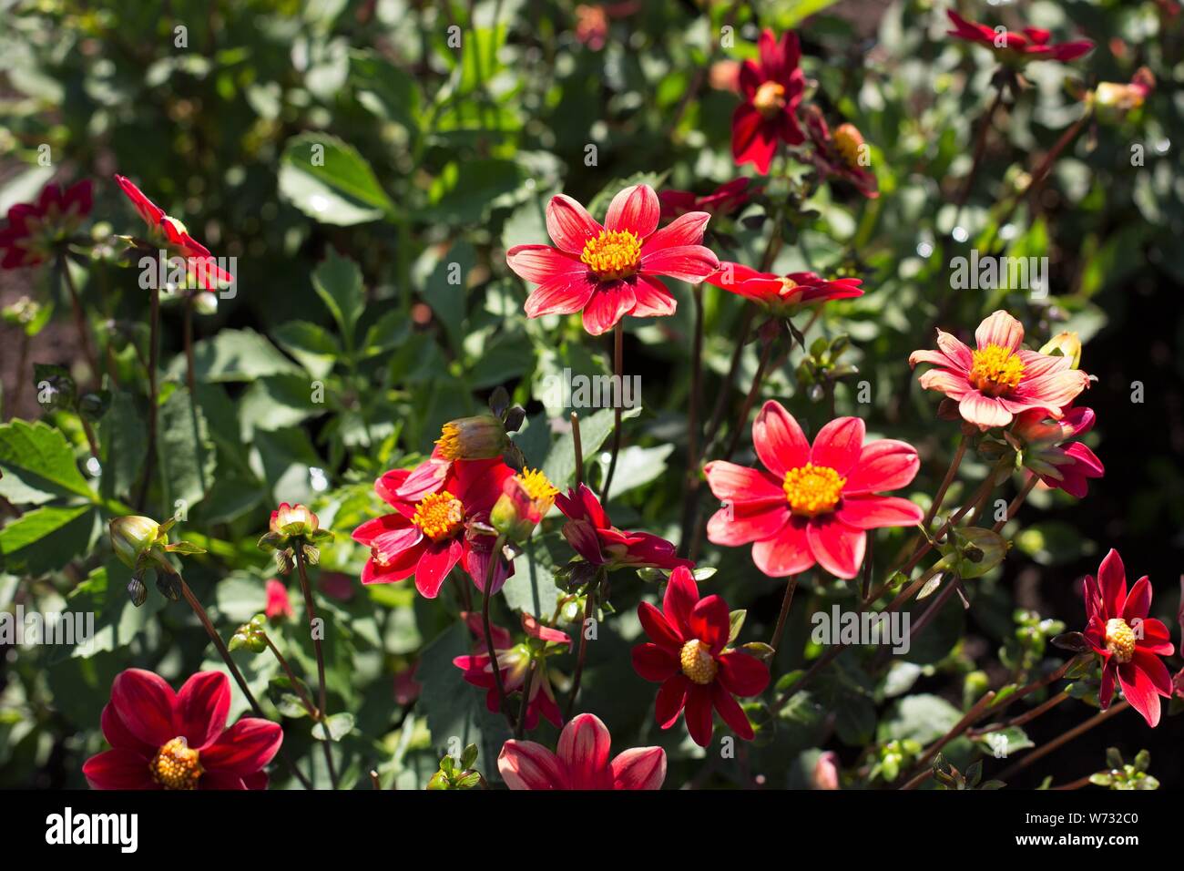 Dahlia 'Baby Red' at Swan Island Dahlias in Canby, Oregon, USA Stock ...