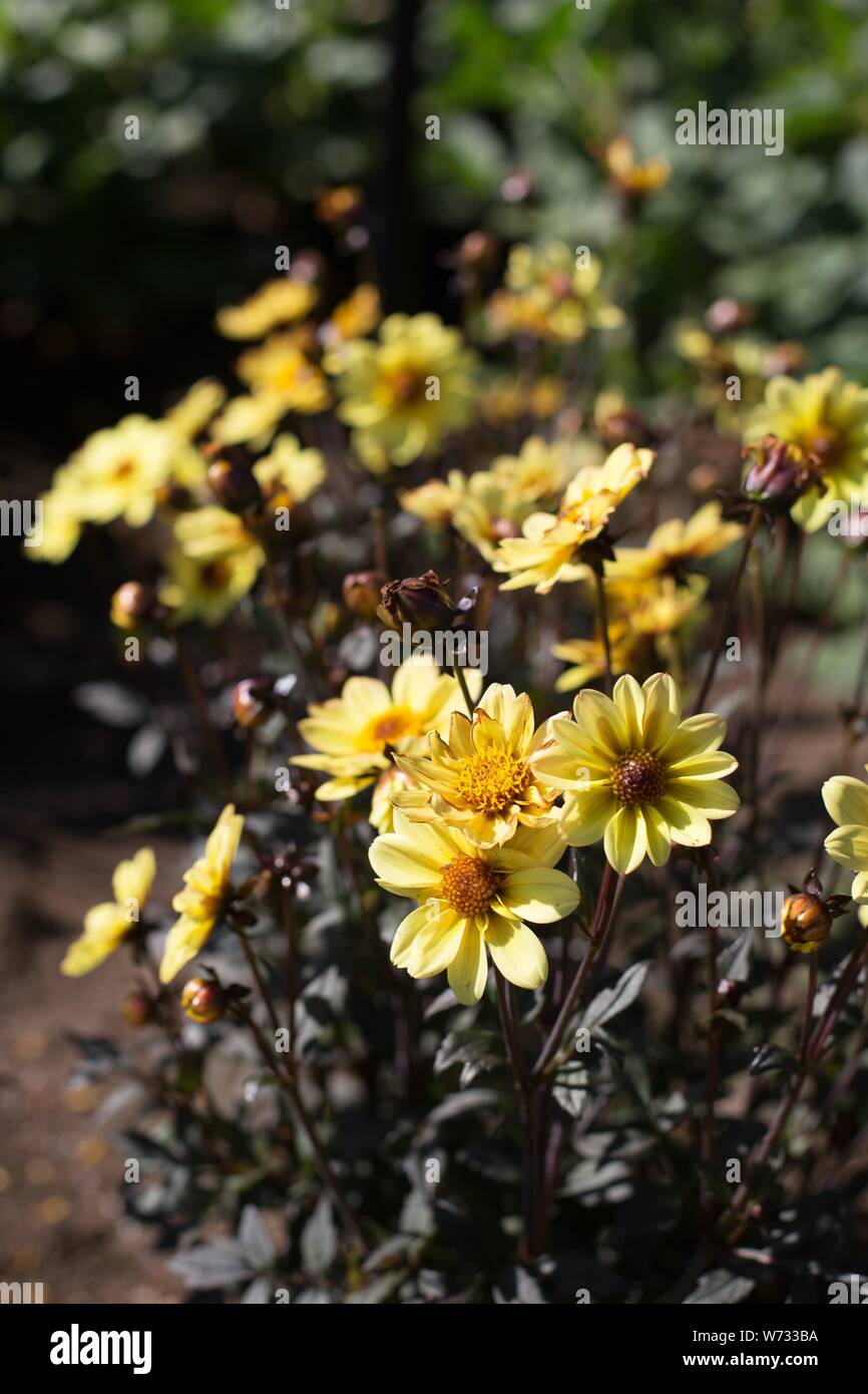 Dahlia mini clarion hi-res stock photography and images - Alamy