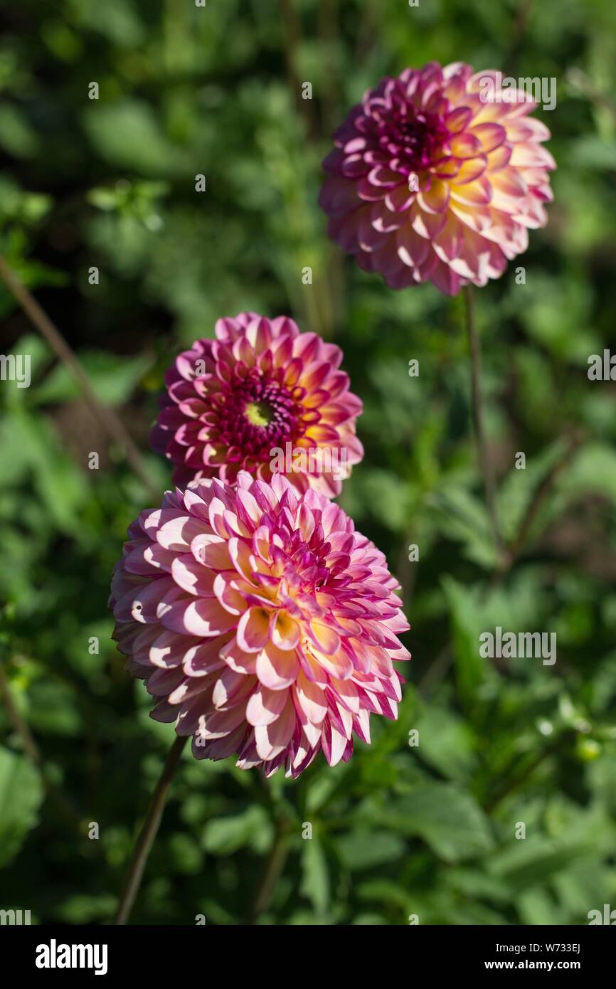 Lady Of The Dahlias