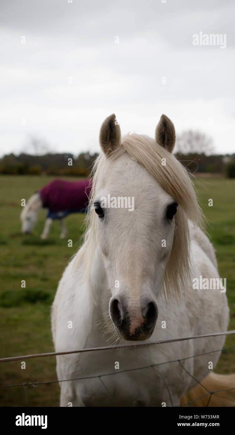 Working suffolk horse hi-res stock photography and images - Alamy