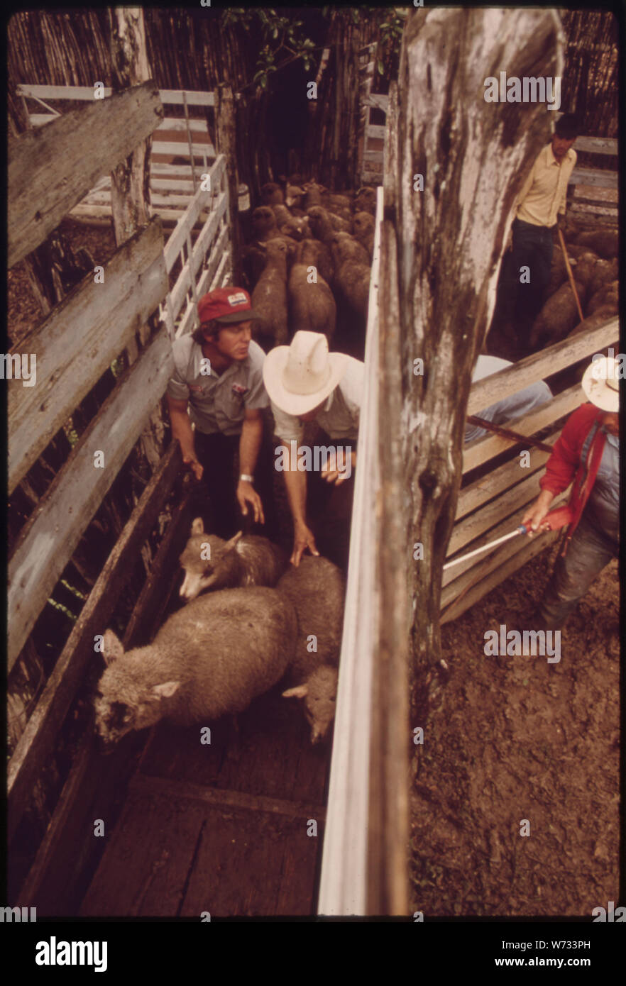 SHEEP BEING HERDED TOWARD LOADING PENS ON A RANCH IN THE LEAKEY TEXAS ...