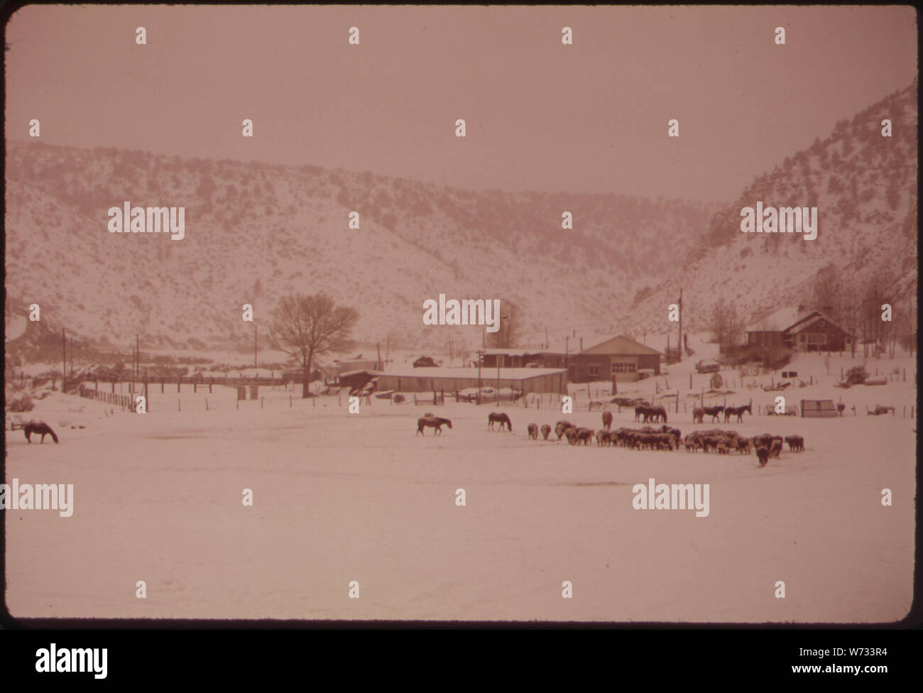 SHEEP AND CATTLE RANCHING IS THE CHIEF OCCUPATION OF THE PICEANCE BASIN ...