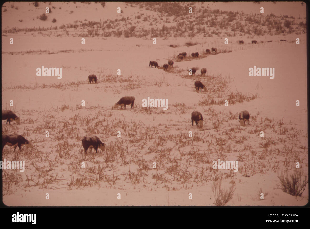 SHEEP AND CATTLE RANCHING IS THE CHIEF OCCUPATION OF THE PICEANCE BASIN ...
