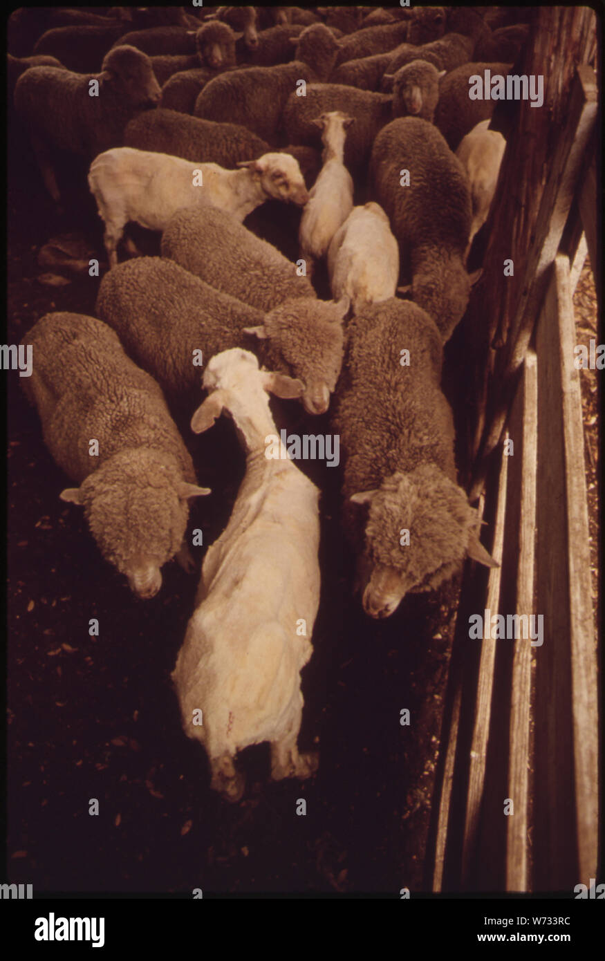 Texas slaughter house texas hi-res stock photography and images - Alamy