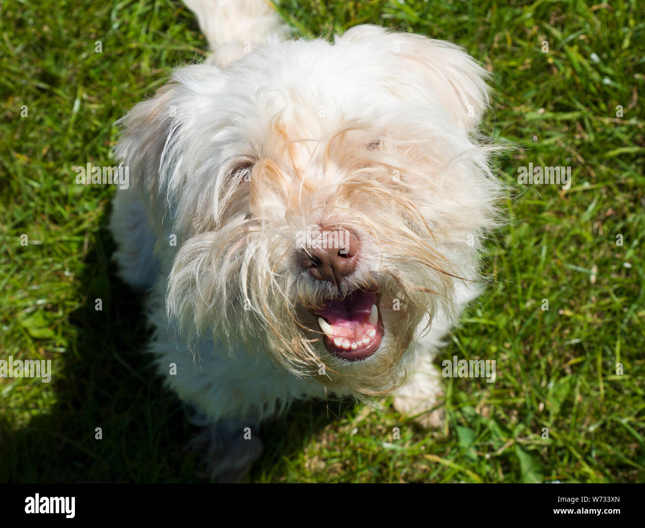 Happy scruffy dog hi-res stock photography and images - Alamy
