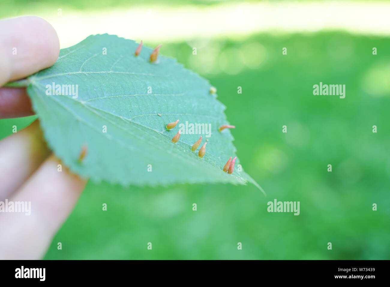 tree leaves affected by aphids. Insect pests and tree deseases. Organic ...