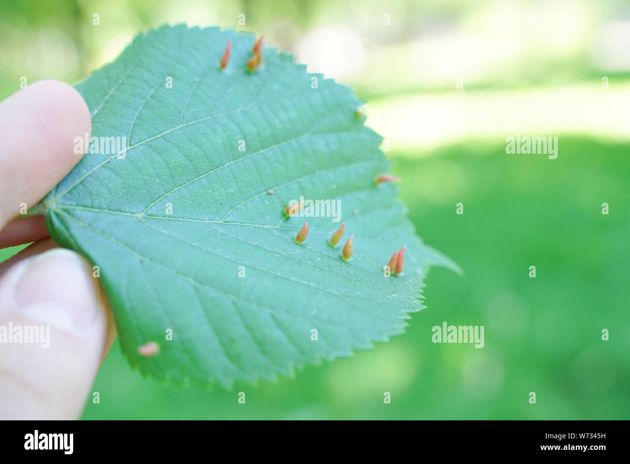 tree leaves affected by aphids. Insect pests and tree deseases. Organic ...