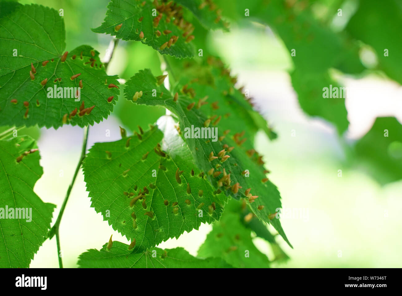 tree leaves affected by aphids. Insect pests and tree deseases. Organic ...