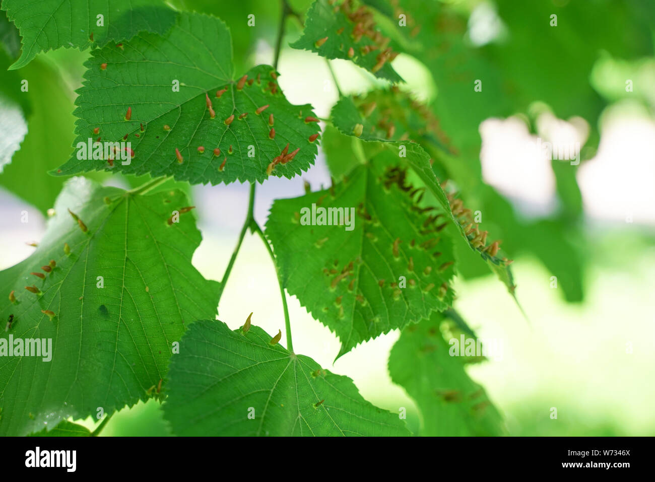 tree leaves affected by aphids. Insect pests and tree deseases. Organic ...