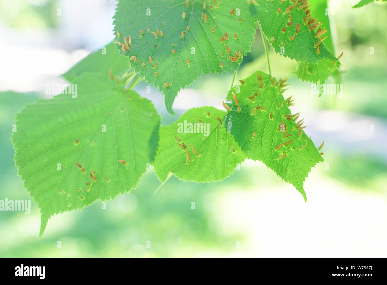 tree leaves affected by aphids. Insect pests and tree deseases. Organic ...