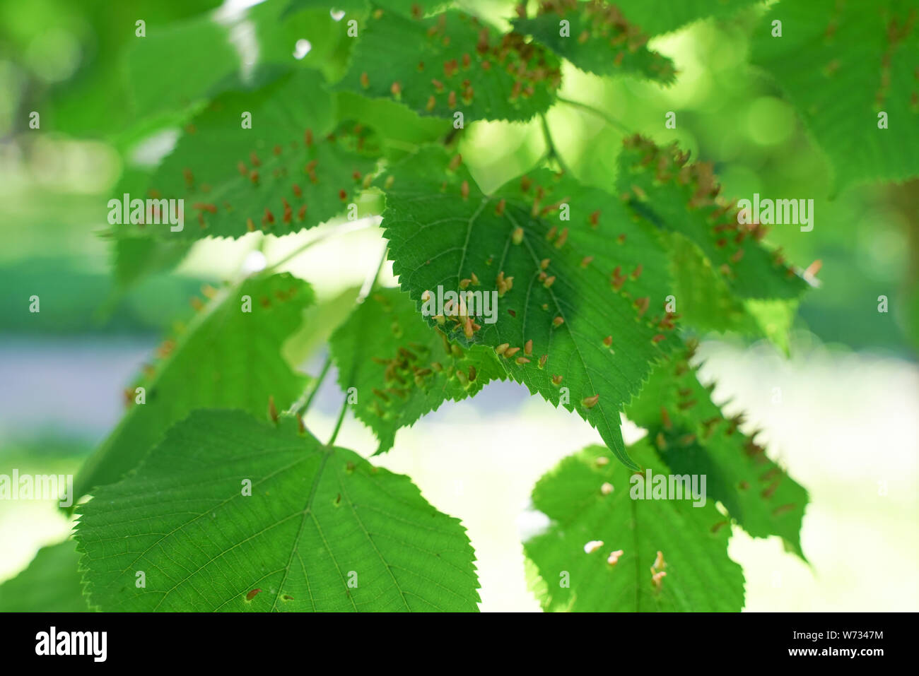 tree leaves affected by aphids. Insect pests and tree deseases. Organic ...