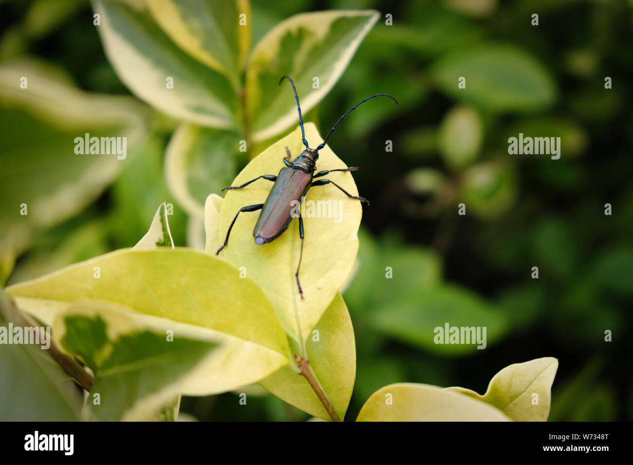 Bug with long antennae hi-res stock photography and images - Alamy