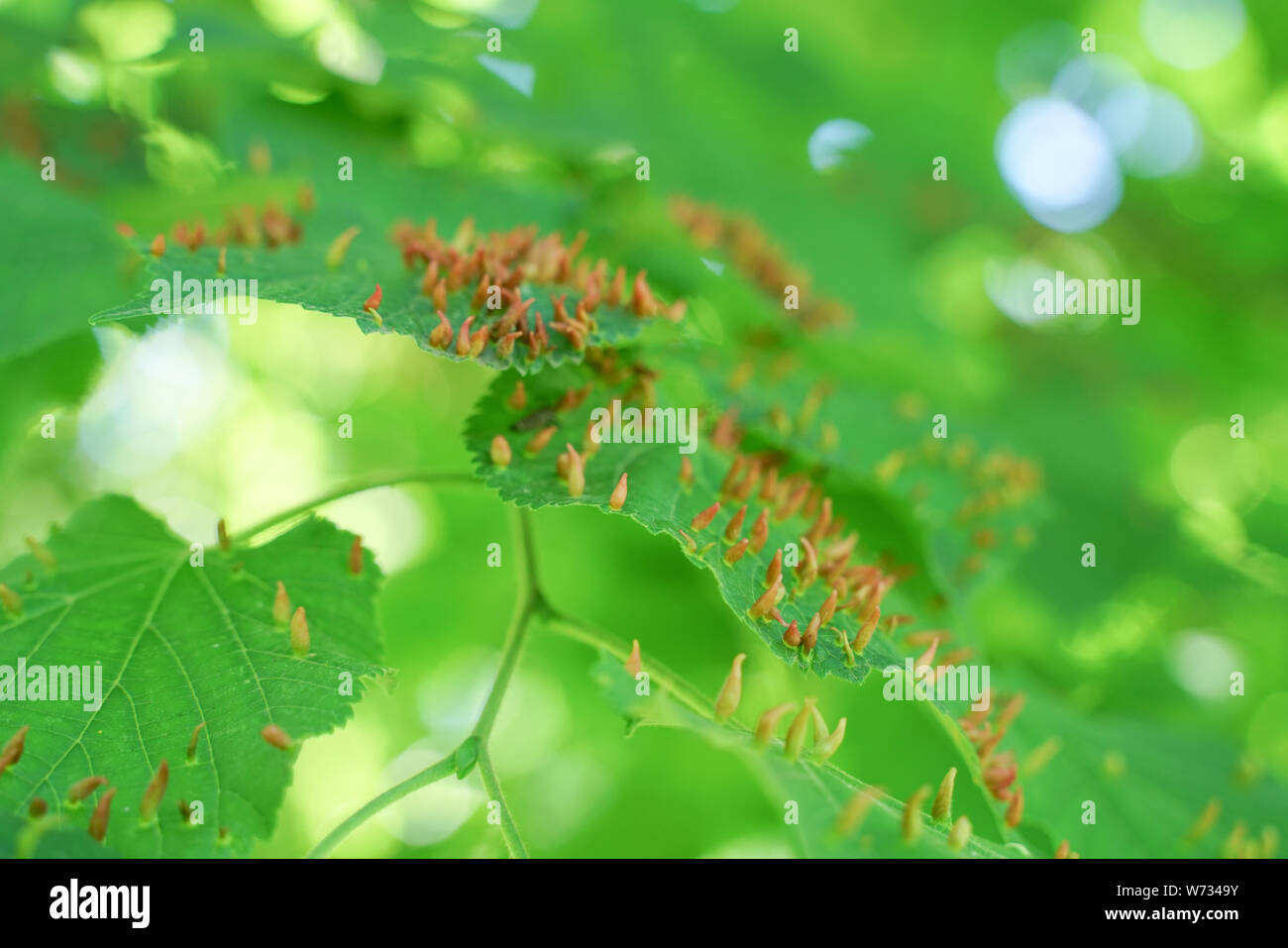 tree leaves affected by aphids. Insect pests and tree deseases. Organic ...