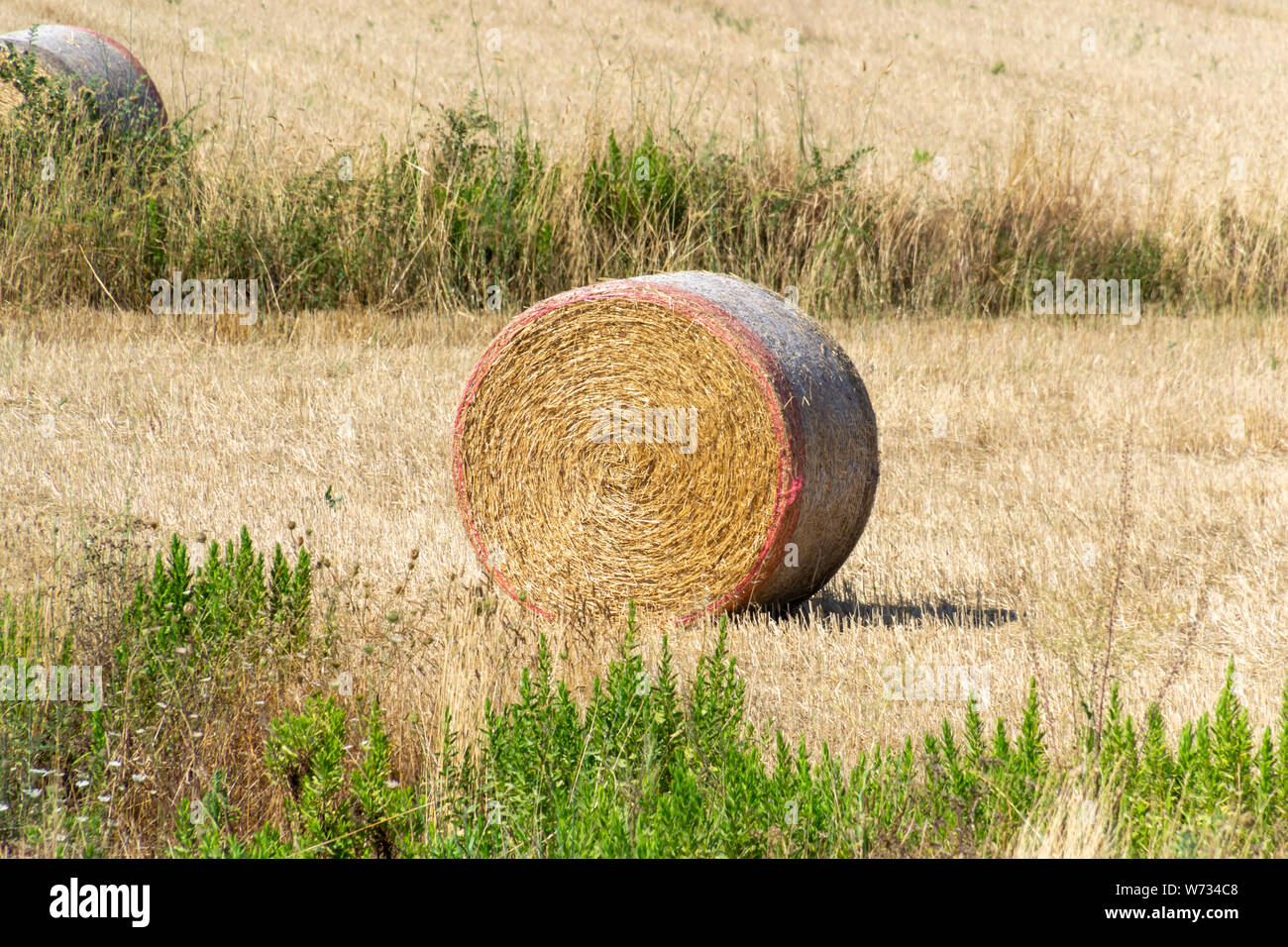 Row rolls hay in hi-res stock photography and images - Alamy