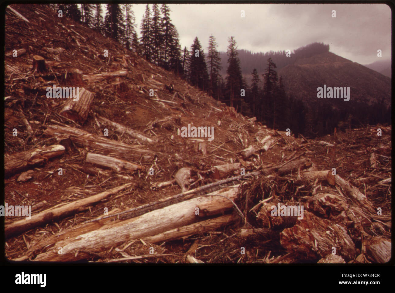 Slash decaying on a clear cut area in olympic national timberland hi ...