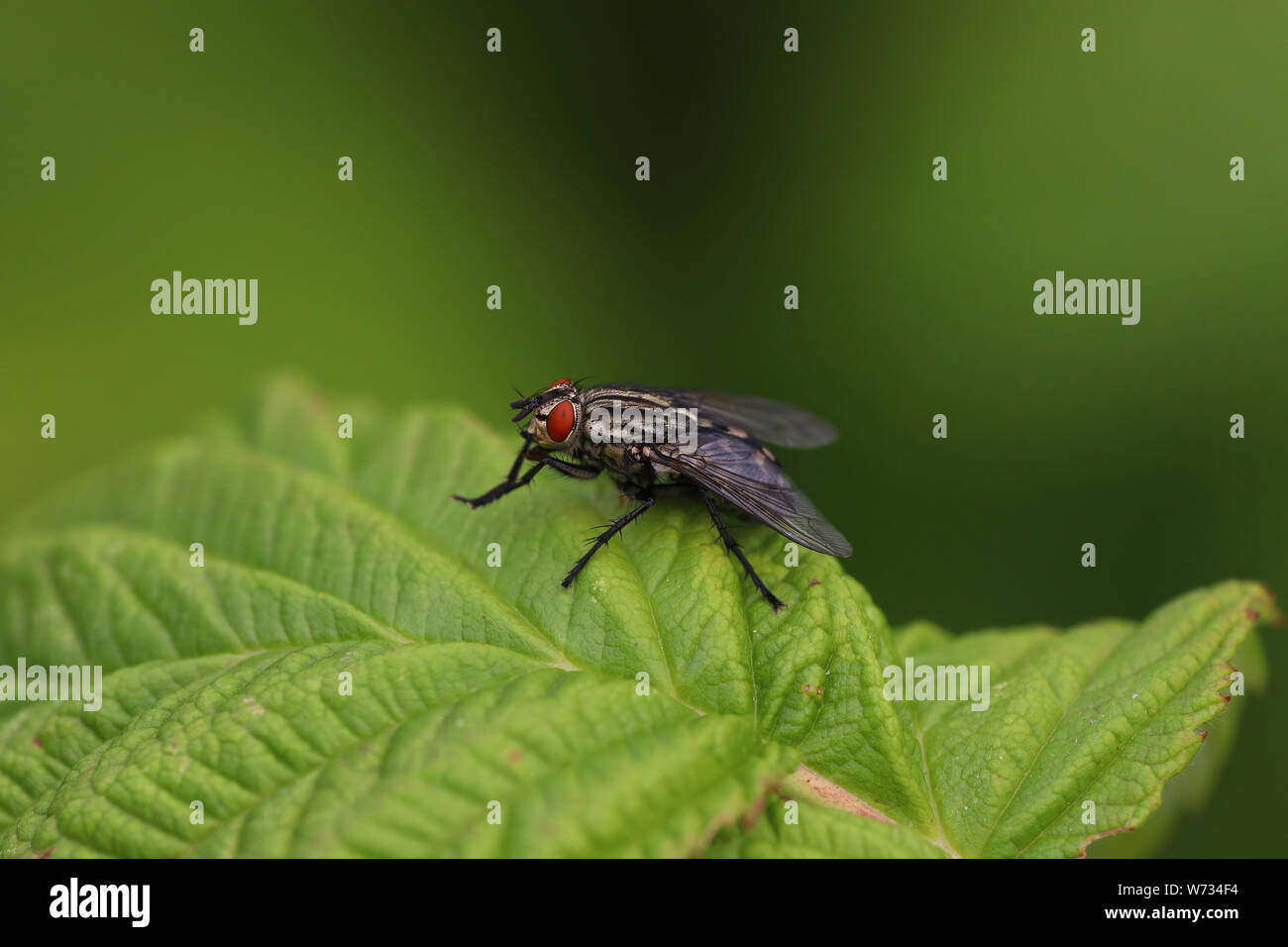 Black fly eyes hi-res stock photography and images - Alamy