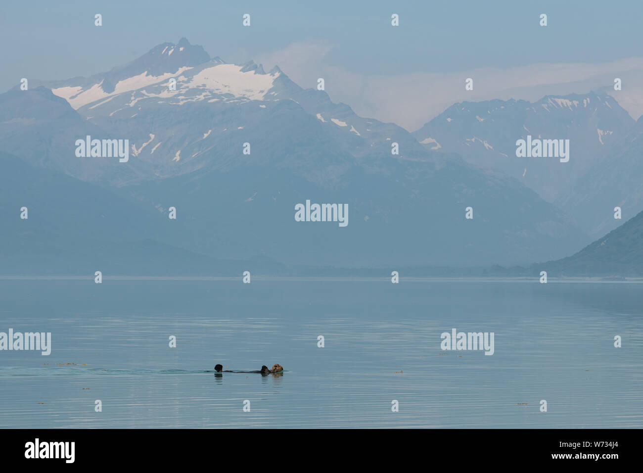 Sea Otter floating within scenic landscape of Alaska, USA Stock Photo ...