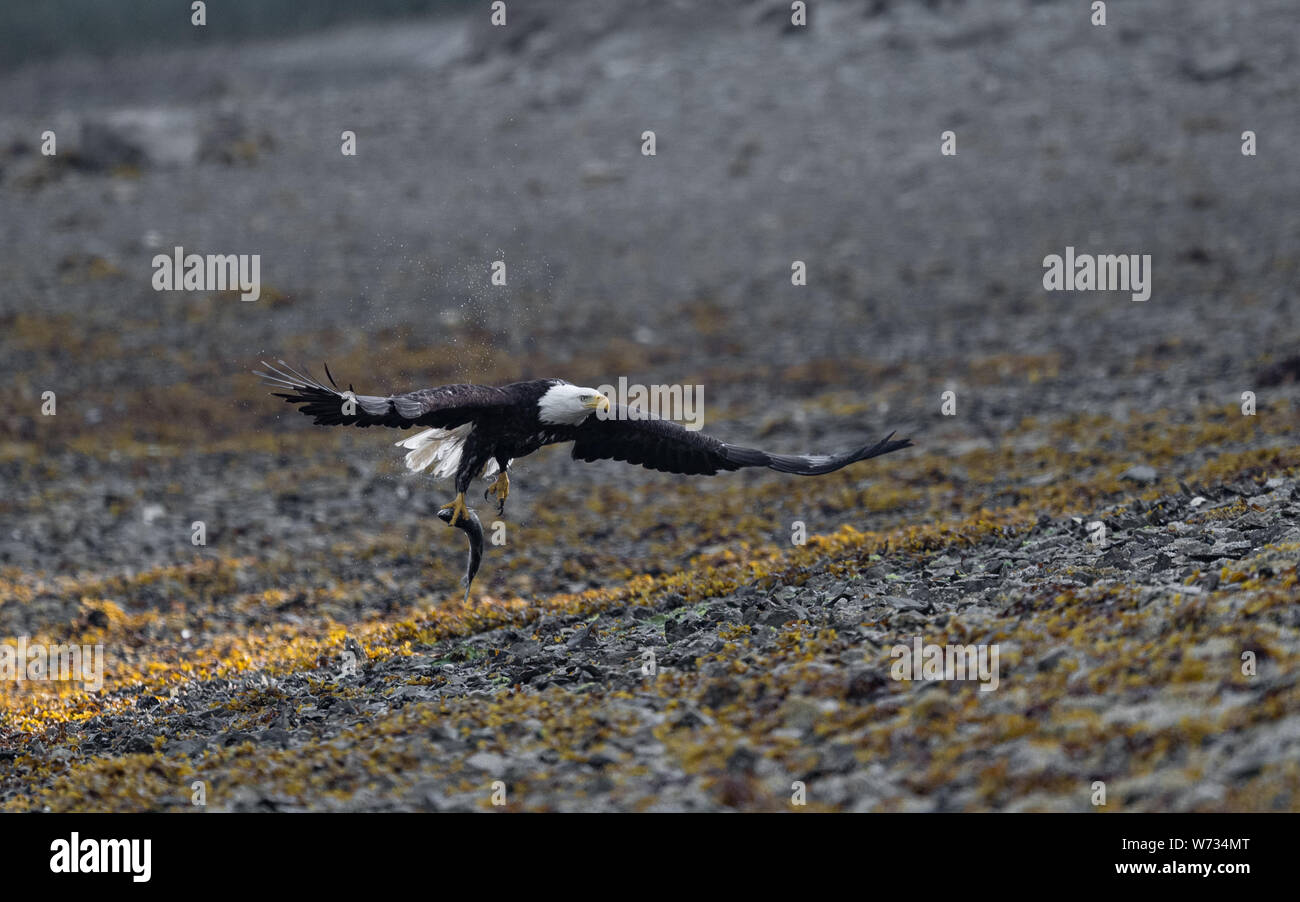 Bald eagle taking off with catch hi-res stock photography and images ...