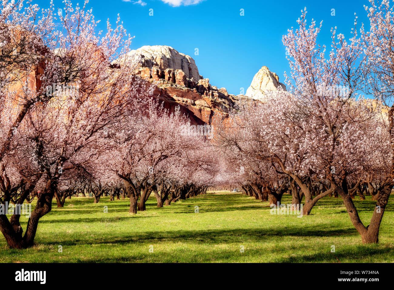 Beautiful orchard with high Utah mountains and deep blue sky Stock ...