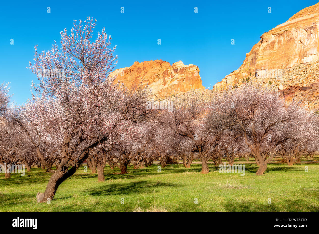 Orchard in a meadow lies below tall mountain peaks in Utah Stock Photo ...