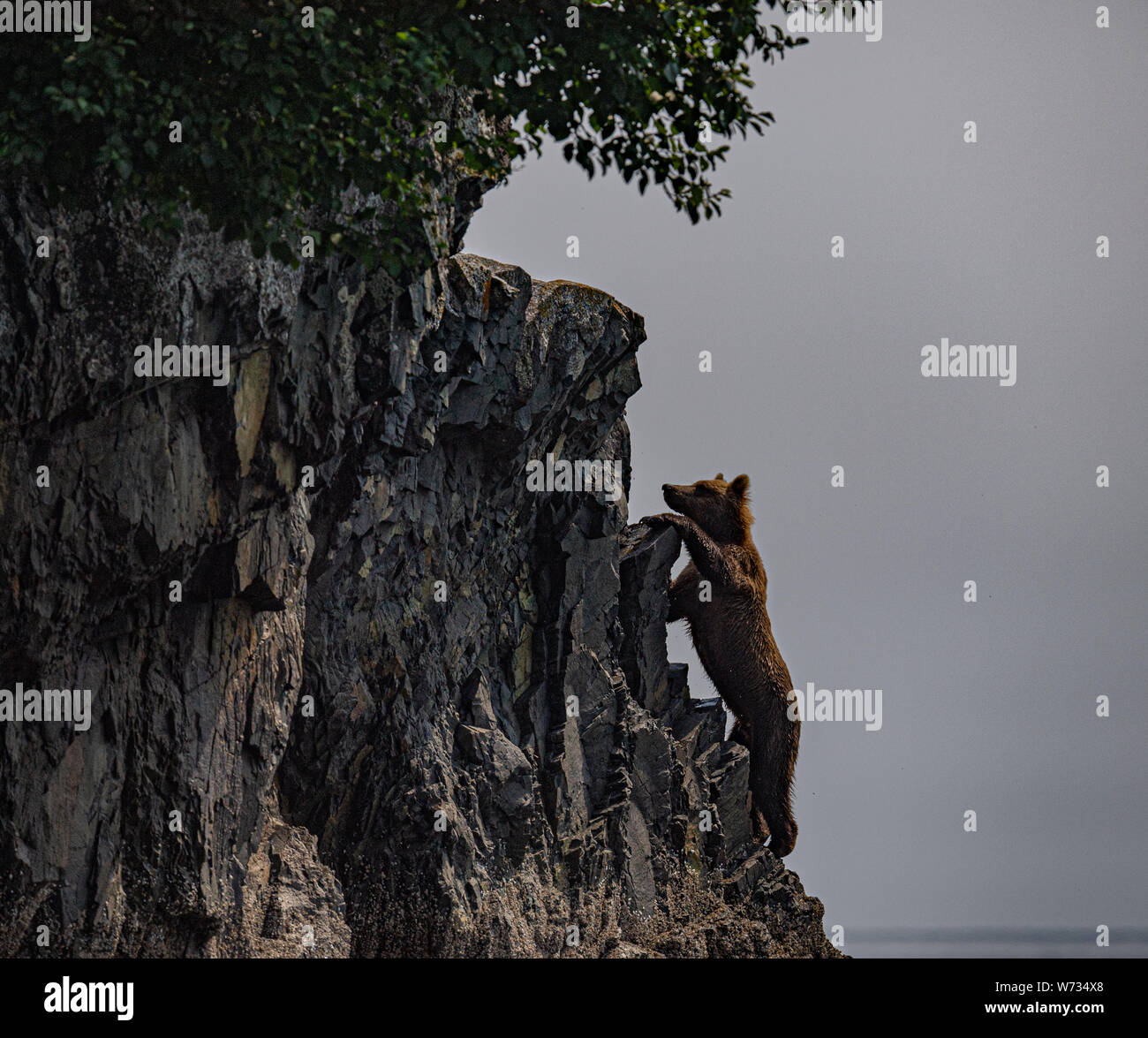 Young Grizzly, Brown Bear climbing rock Stock Photo - Alamy