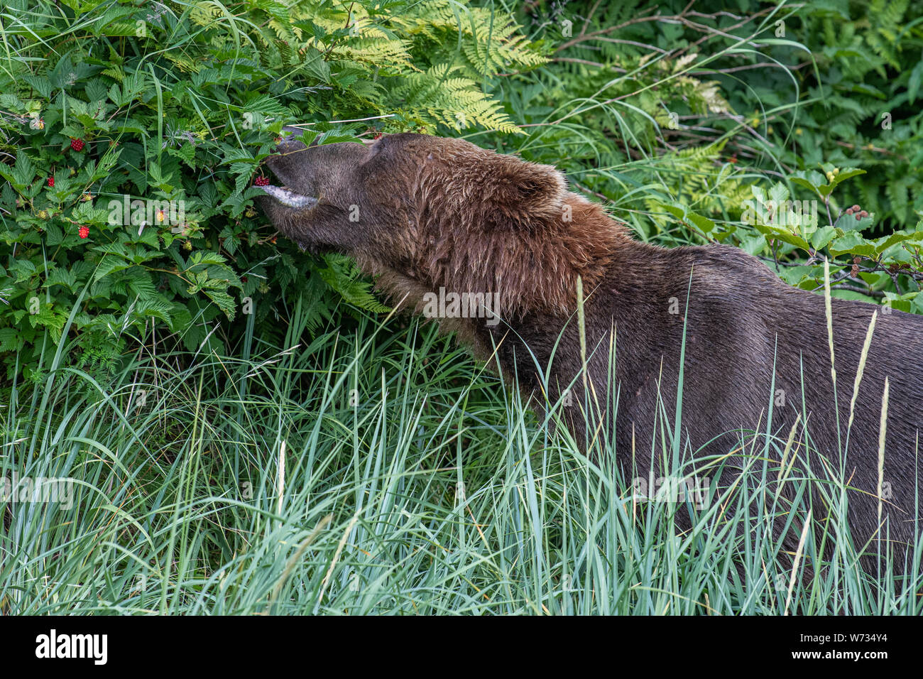 Grizzly Bear Eating Berries Brown Bears Alaska Eating Berries Hi Res