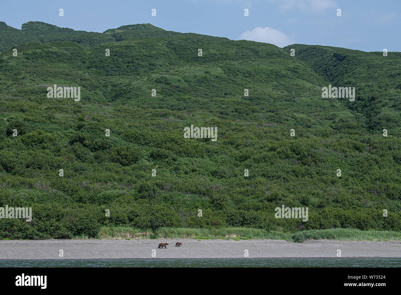 Bears at beach hi-res stock photography and images - Alamy