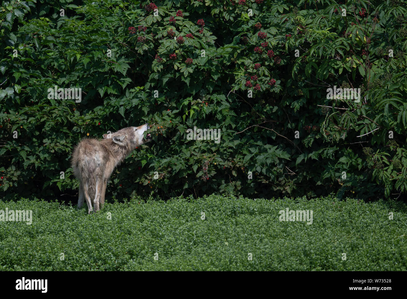 Unusual wolf hi-res stock photography and images - Alamy