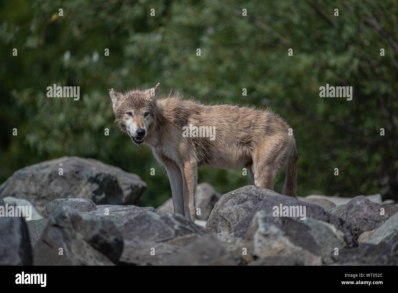 Kodiak wolf hi-res stock photography and images - Alamy