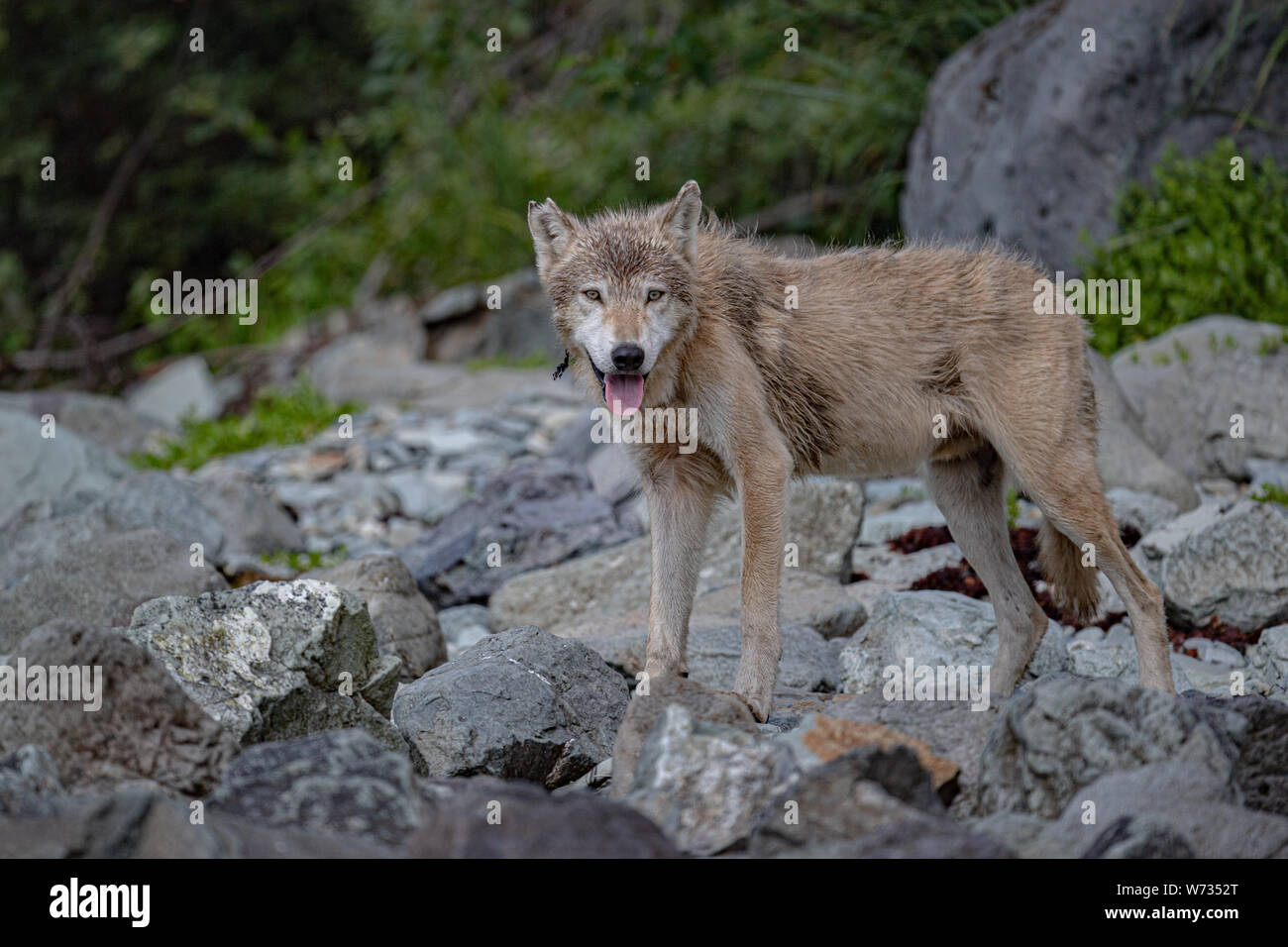 Kodiak wolf hi-res stock photography and images - Alamy