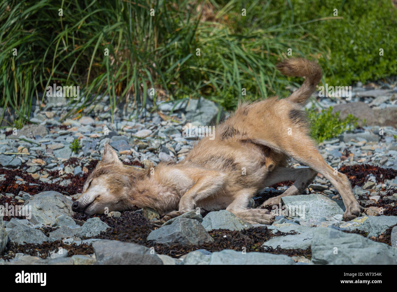 Kodiak wolf hi-res stock photography and images - Alamy