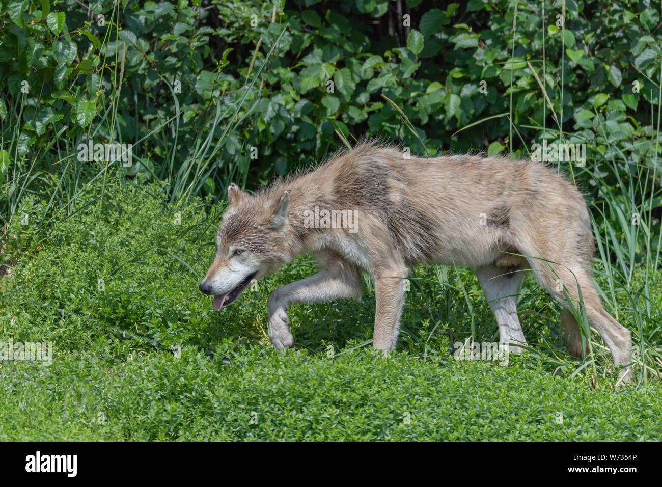 Kodiak wolf hi-res stock photography and images - Alamy