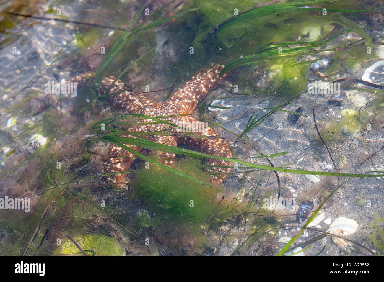 Star Fish on Sea bed Stock Photo - Alamy