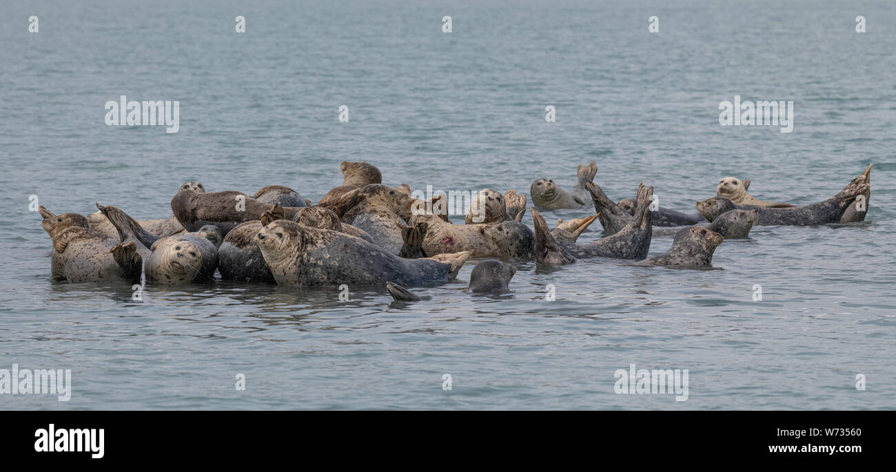 raft of Harbour Seals Stock Photo - Alamy