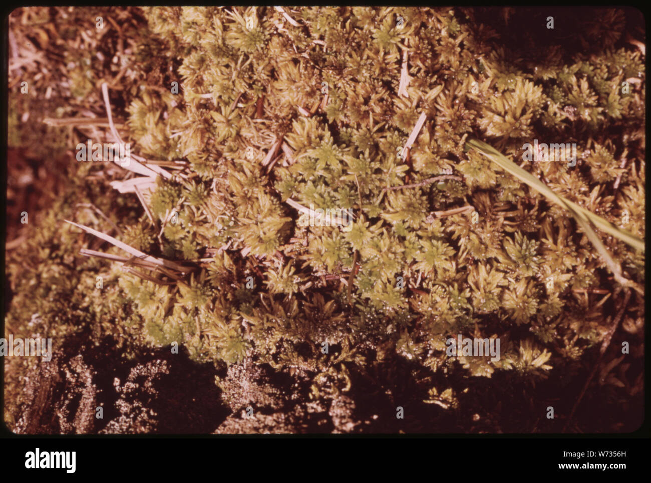 SPHAGNUM MOSS LOCATED IN THE ADIRONDACK FOREST PRESERVE OF NEW YORK ...