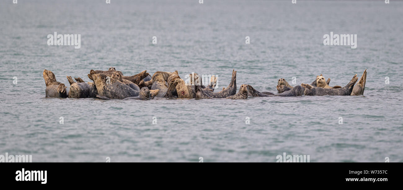 Harbour Seal Raft Stock Photo - Alamy